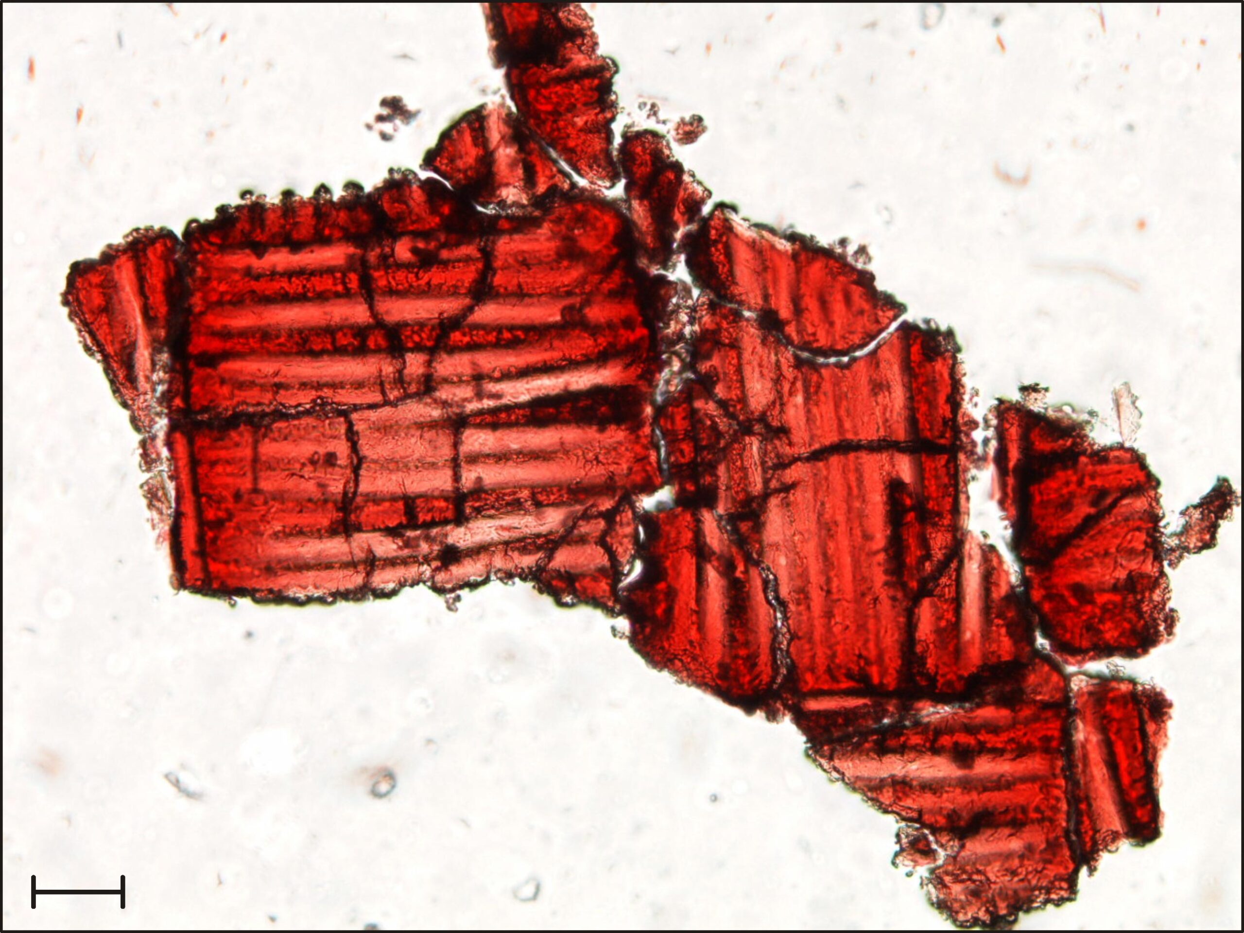 Les microtraces dans l’enquête criminelle - Forenseek