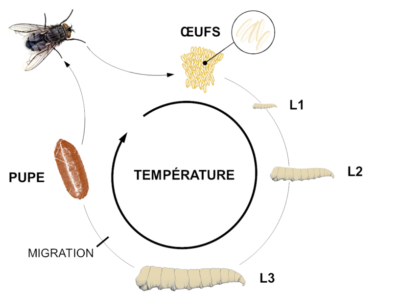 L'Entomologie médico-légale - Forenseek